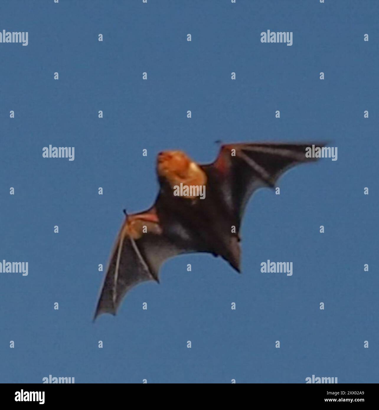 Eastern Red Bat (Lasiurus borealis) Mammalia Stock Photo - Alamy