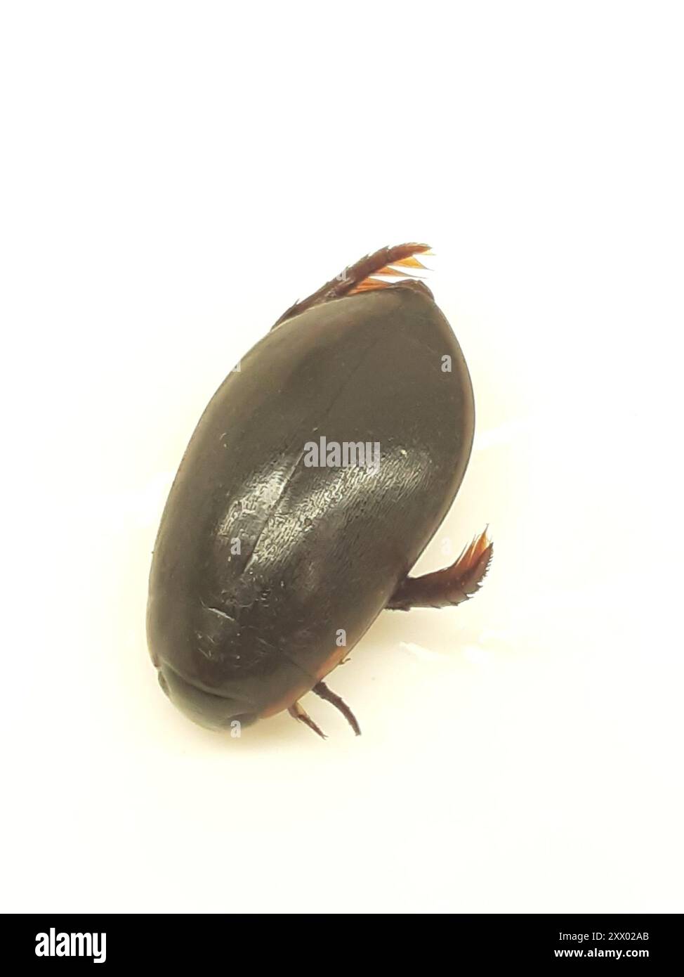 Fringed Diving Beetle (Cybister fimbriolatus) Insecta Stock Photo - Alamy