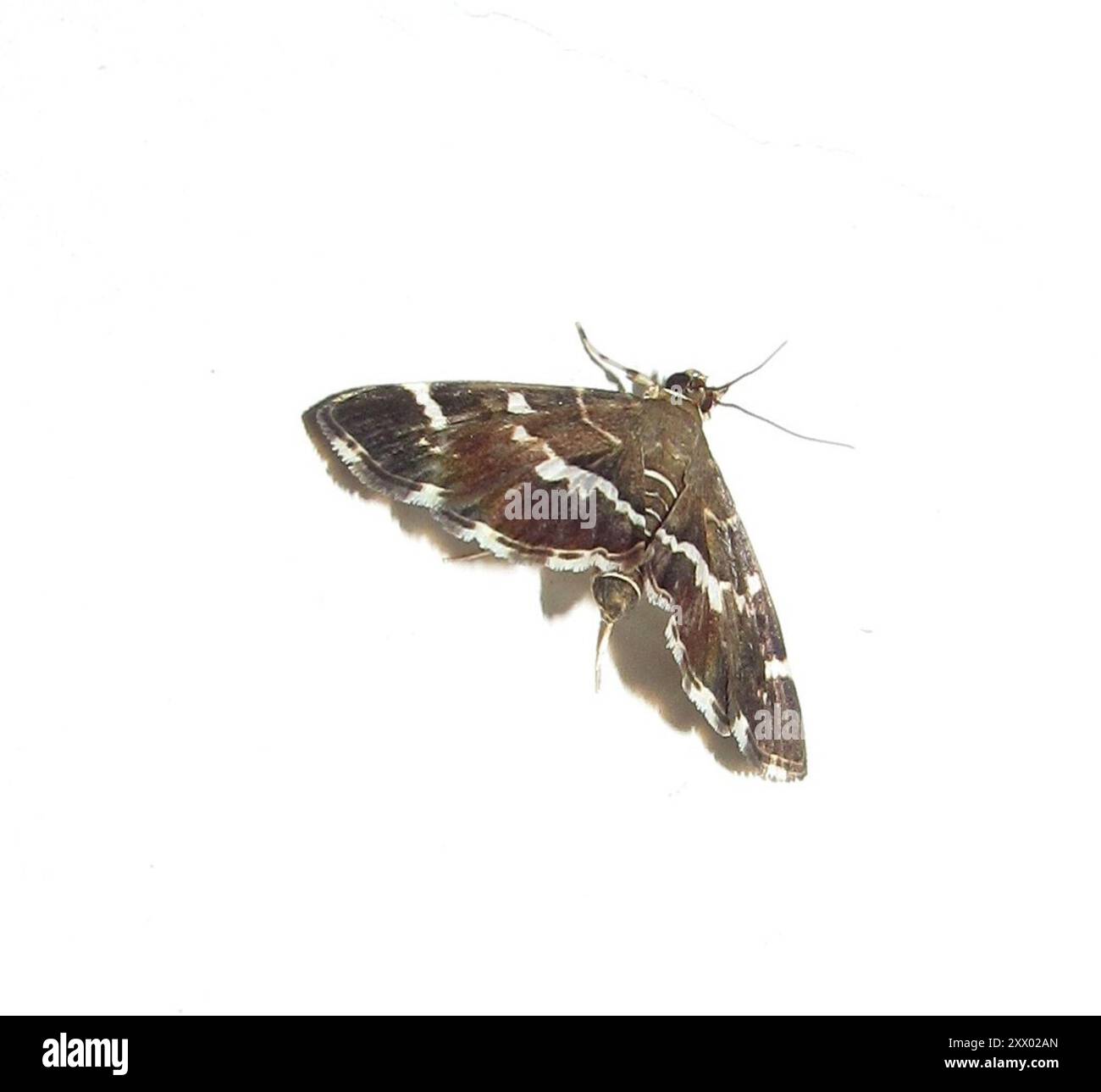 Spotted Beet Webworm Moth (Hymenia perspectalis) Insecta Stock Photo ...