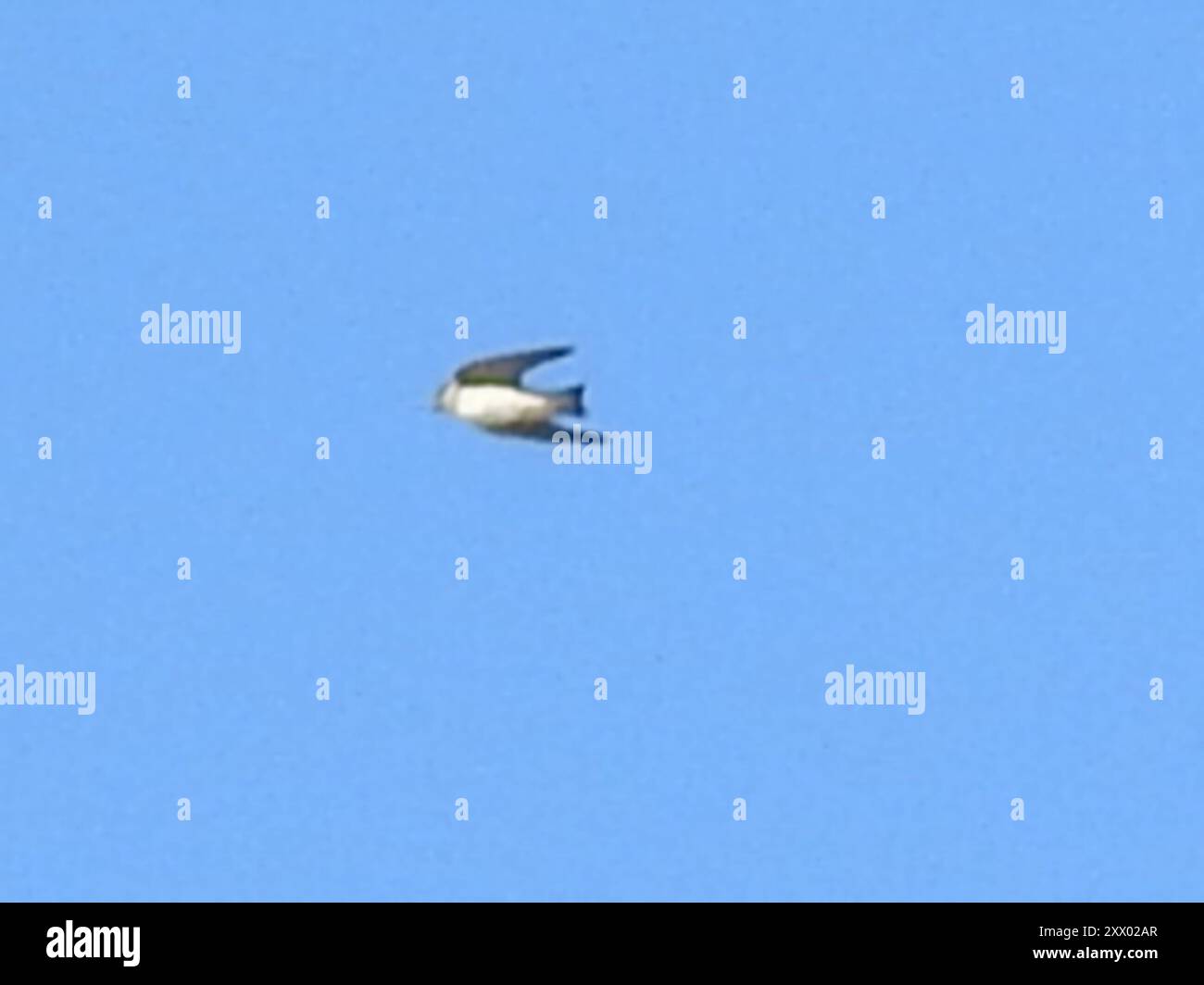 Tree Martin (Petrochelidon nigricans) Aves Stock Photo - Alamy