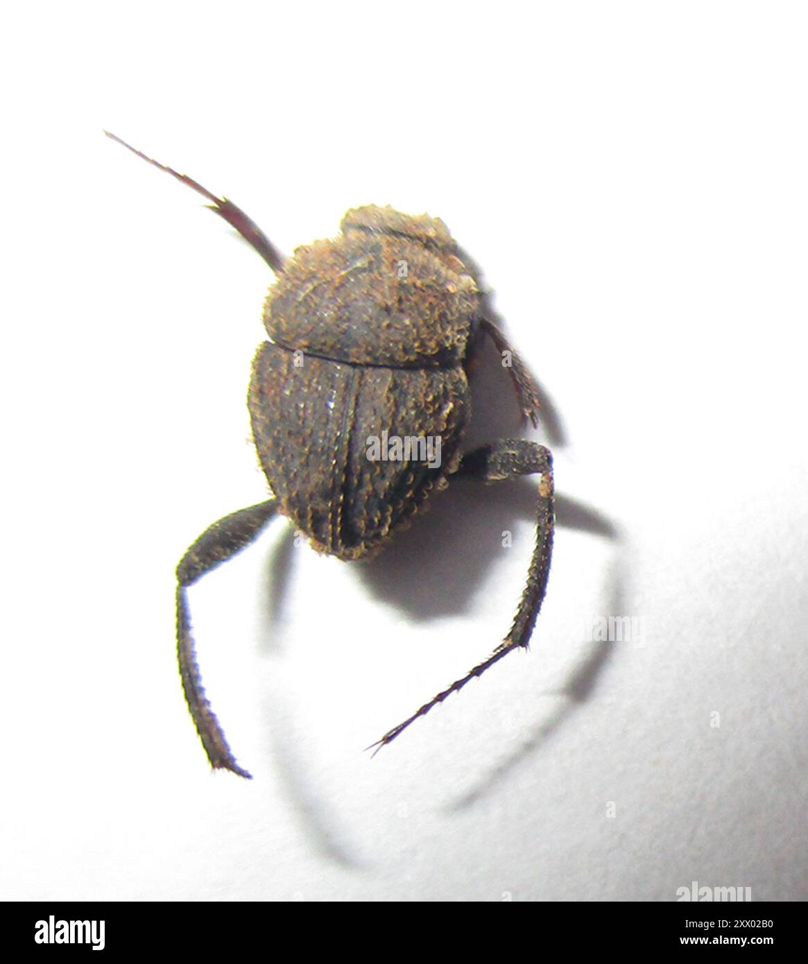 Spider Dung Beetles (Sisyphus) Insecta Stock Photo - Alamy