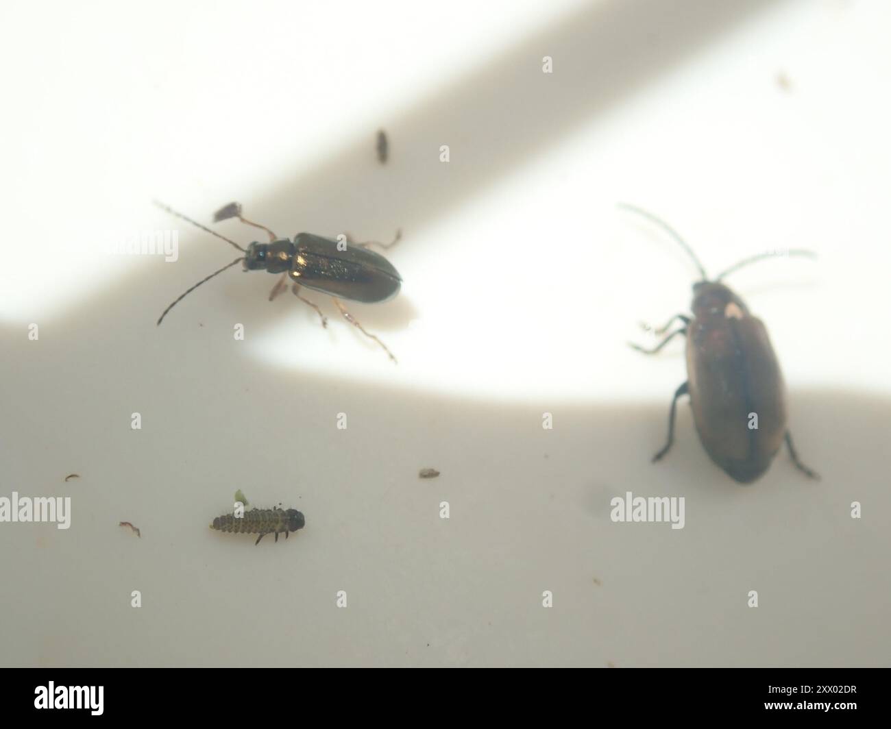 Skeletonizing Leaf and Flea Beetles (Galerucinae) Insecta Stock Photo ...