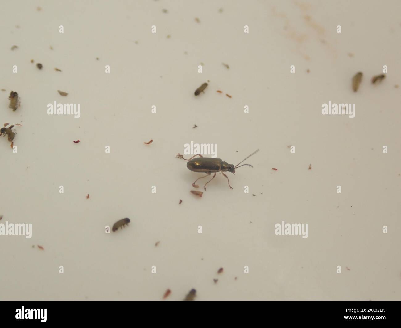 Skeletonizing Leaf and Flea Beetles (Galerucinae) Insecta Stock Photo ...