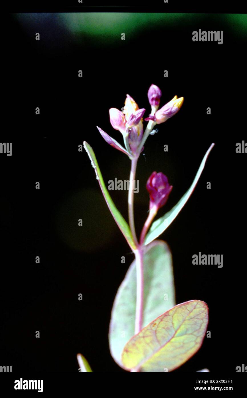 Fraser's marsh St. John's-wort (Hypericum fraseri) Plantae Stock Photo ...