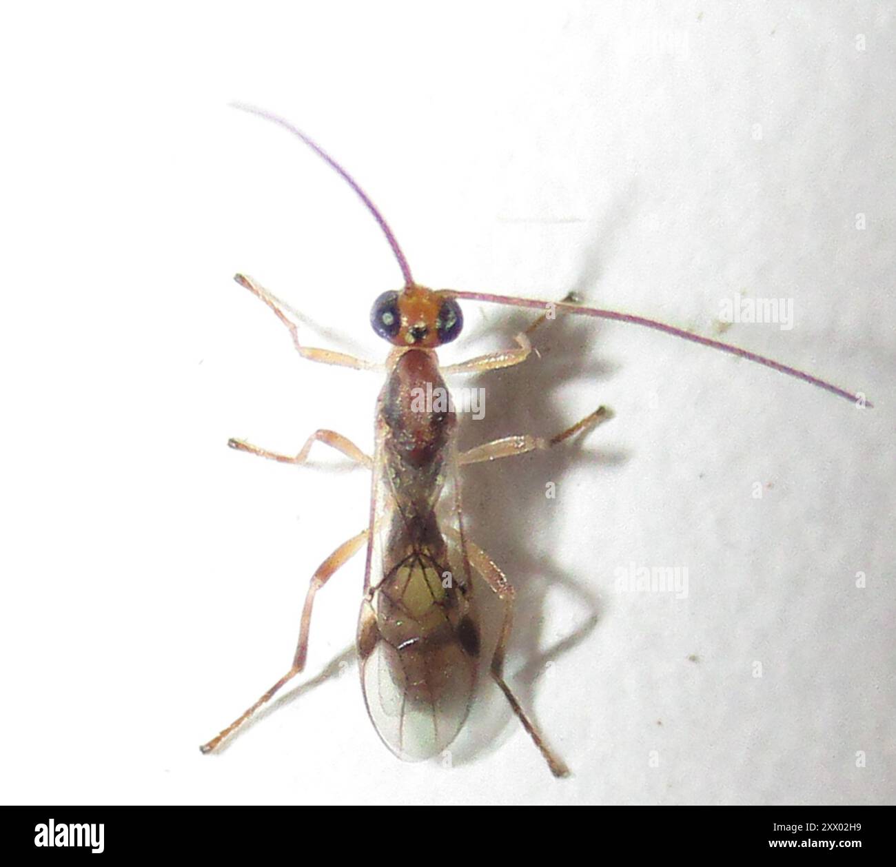 Mummy Wasps (Rogadinae) Insecta Stock Photo - Alamy