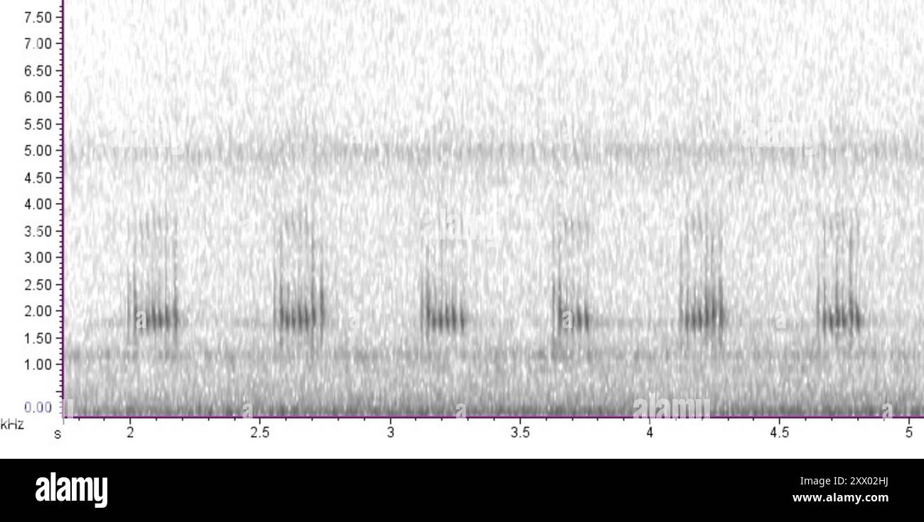 Northern Mole Cricket (Neocurtilla hexadactyla) Insecta Stock Photo - Alamy