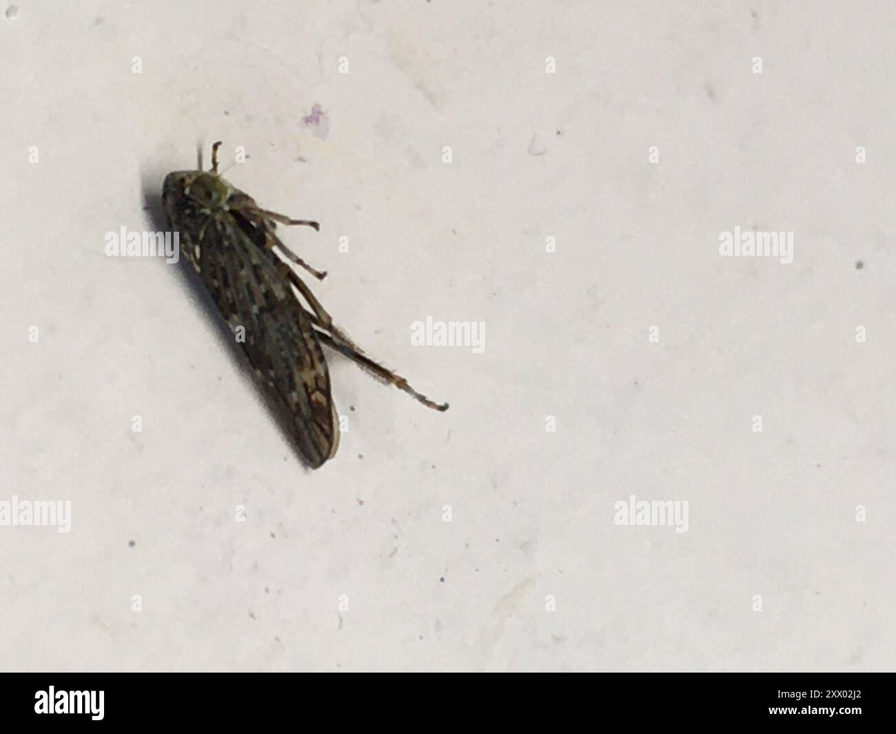 Typical Leafhoppers (Cicadellidae) Insecta Stock Photo - Alamy