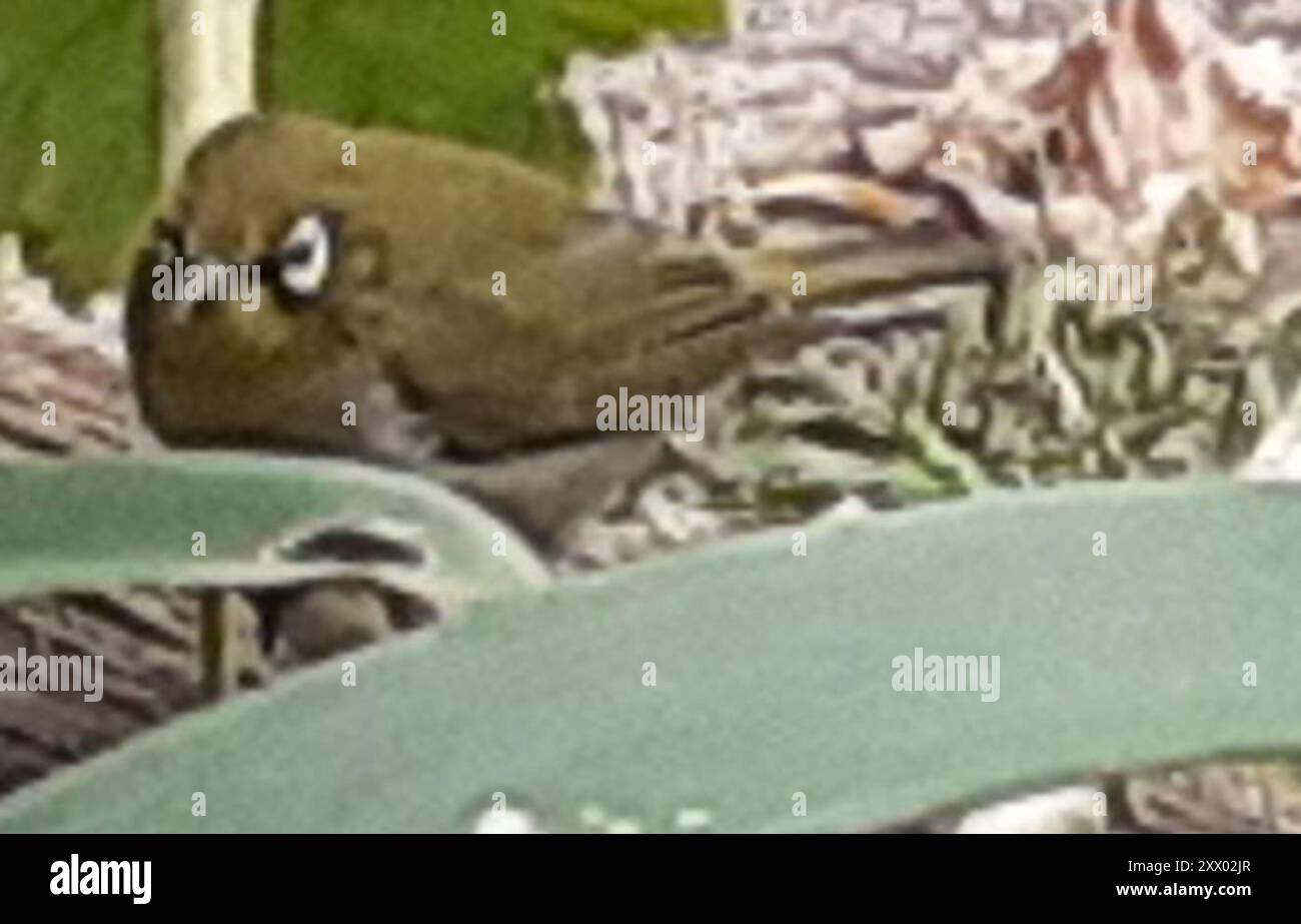 Cape White-eye (Zosterops virens) Aves Stock Photo - Alamy