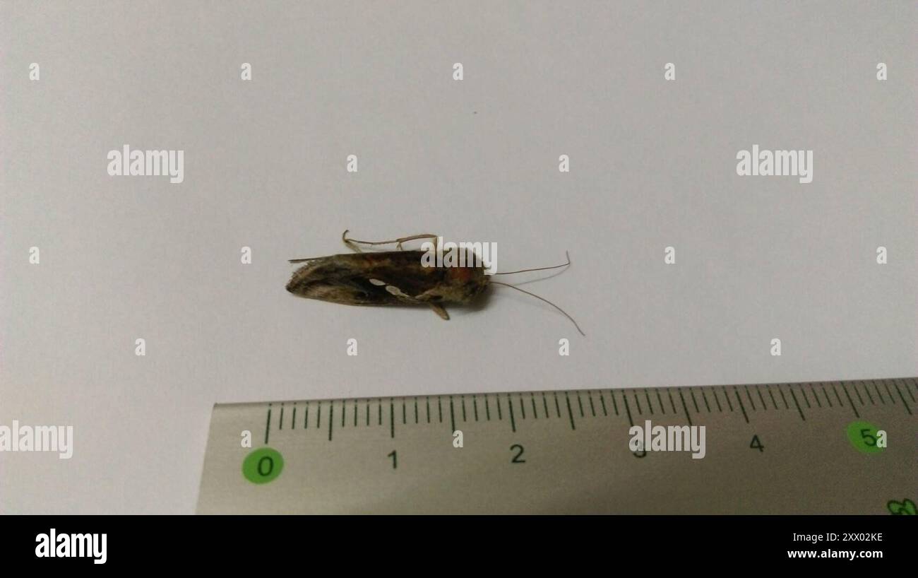 Oriental leafworm moth (Spodoptera litura) Insecta Stock Photo - Alamy