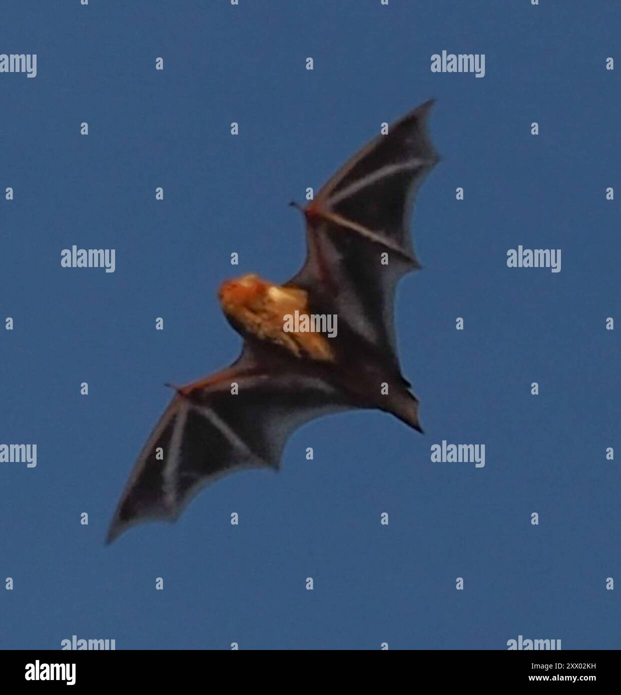 Eastern Red Bat (Lasiurus borealis) Mammalia Stock Photo - Alamy