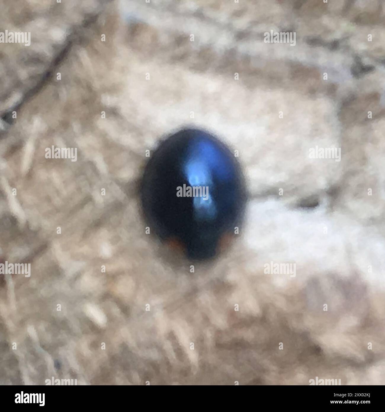 Metallic Blue Lady Beetle (Curinus coeruleus) Insecta Stock Photo - Alamy