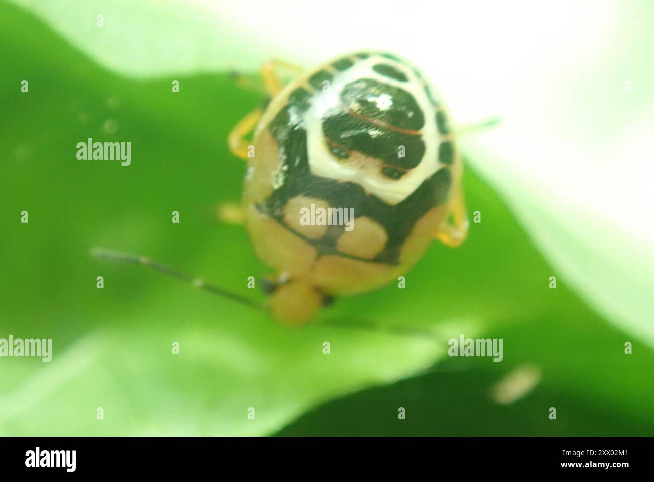 Predatory Stink Bugs (Asopinae) Insecta Stock Photo - Alamy