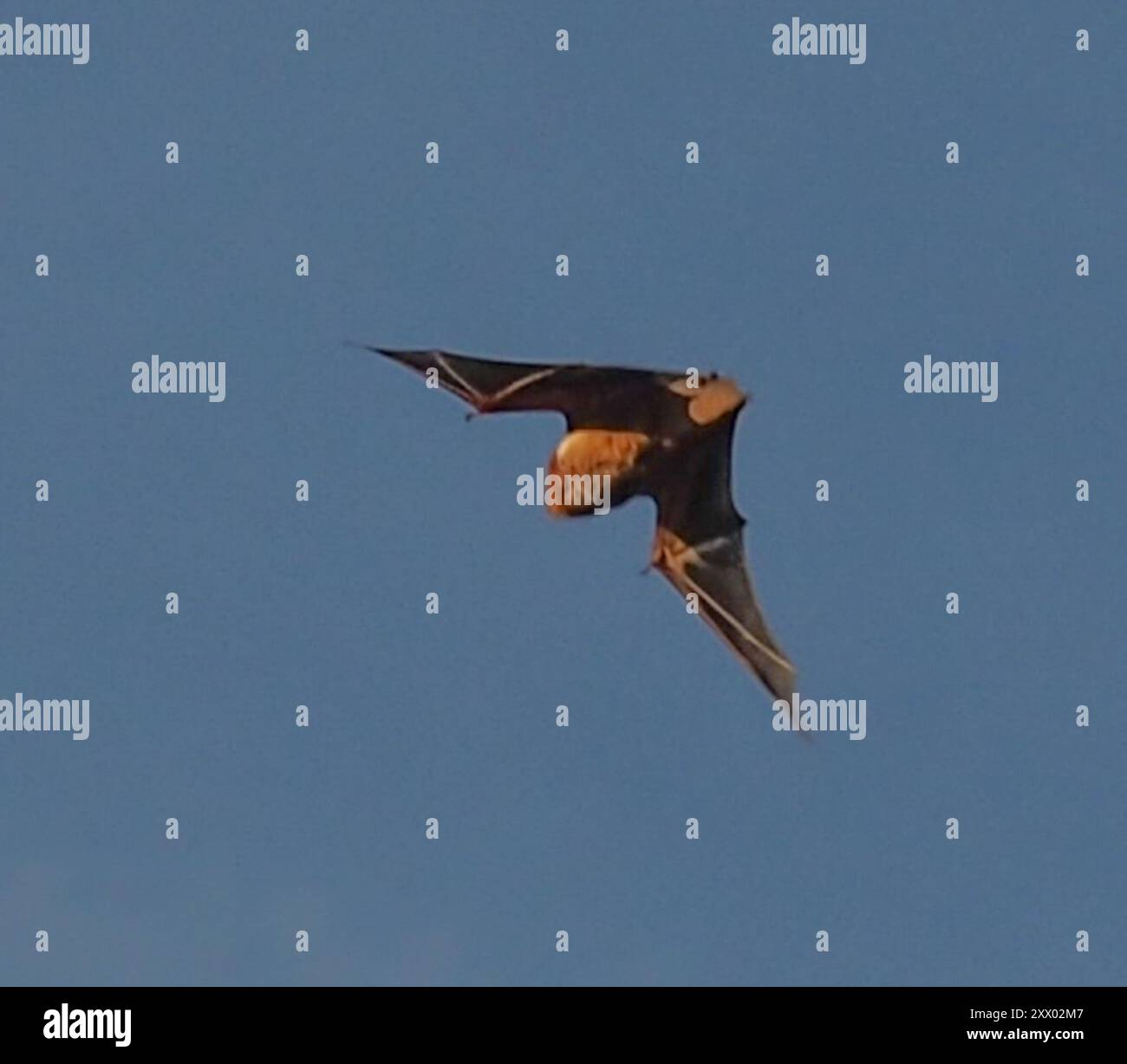 Eastern Red Bat (Lasiurus borealis) Mammalia Stock Photo - Alamy