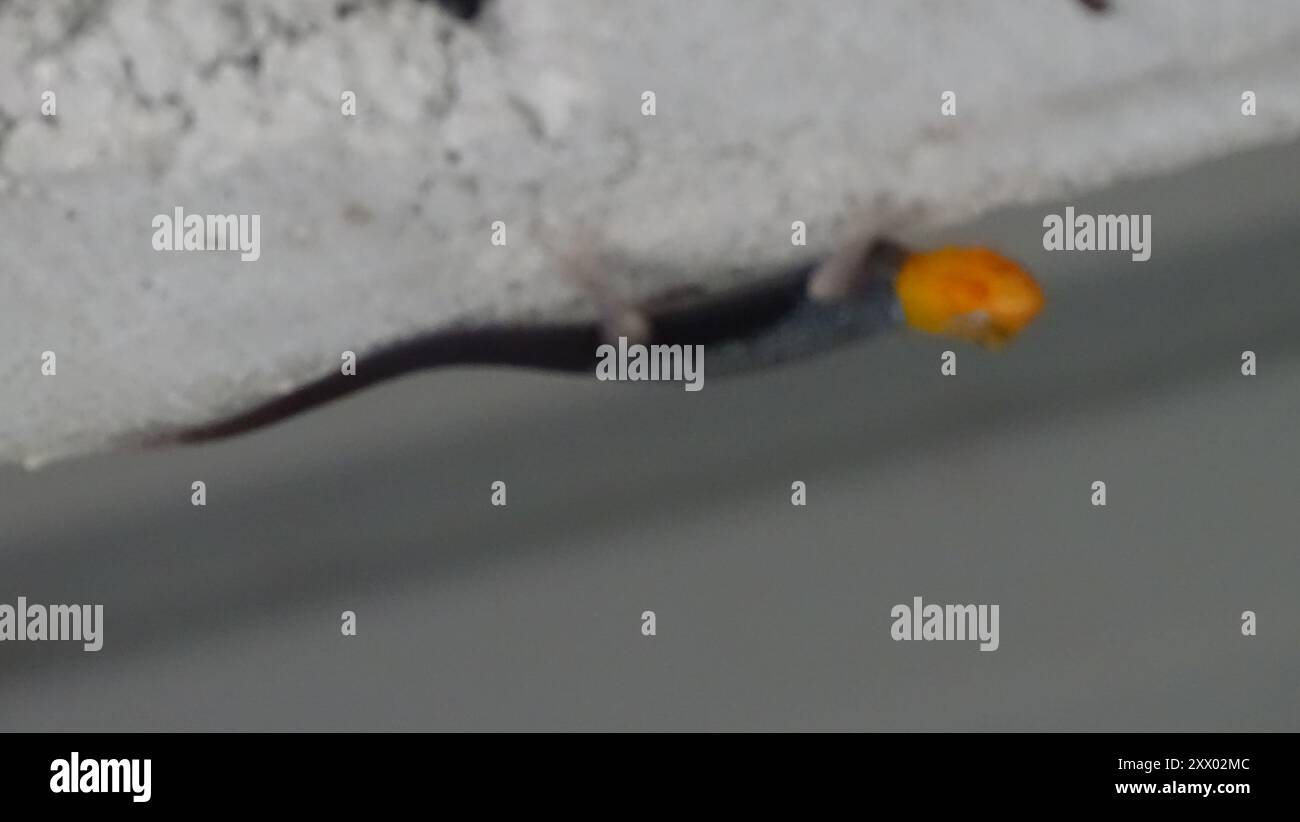 Yellow-headed Gecko (Gonatodes albogularis) Reptilia Stock Photo - Alamy