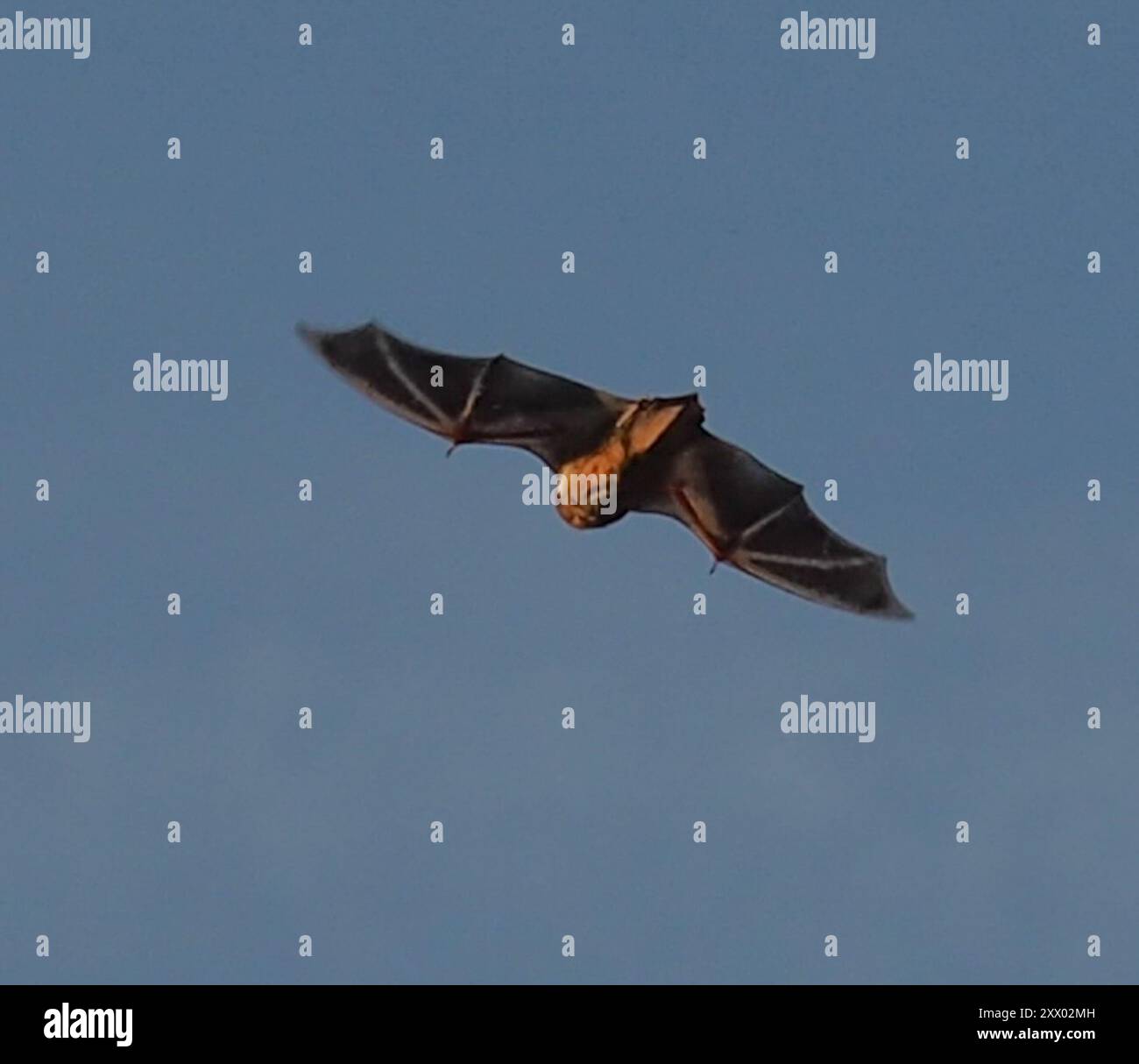 Eastern Red Bat (Lasiurus borealis) Mammalia Stock Photo - Alamy