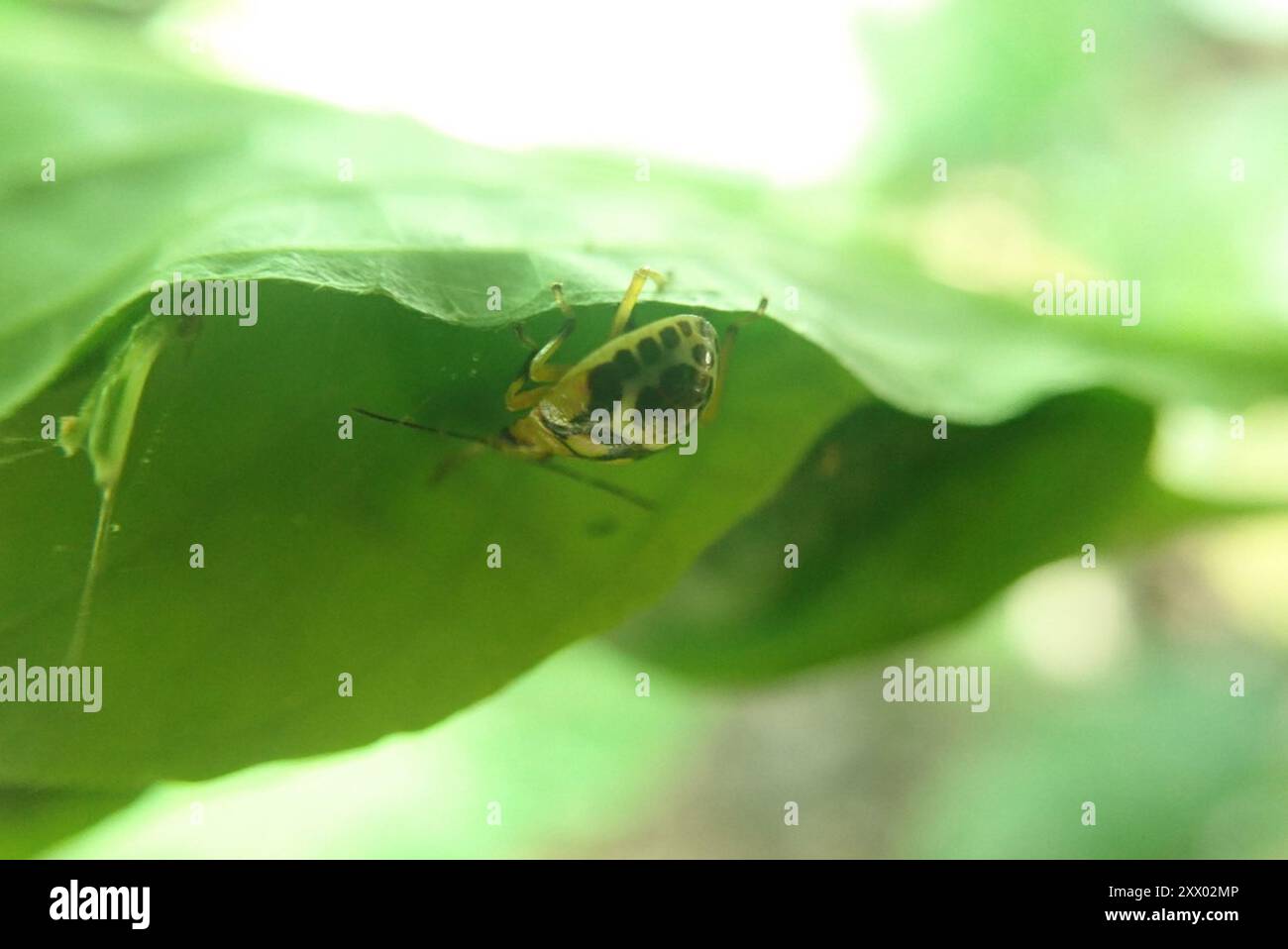 Predatory Stink Bugs (Asopinae) Insecta Stock Photo - Alamy