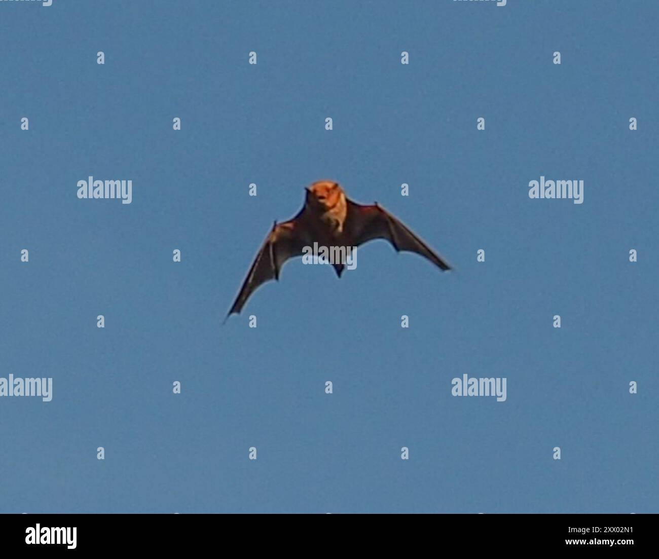 Eastern Red Bat (Lasiurus borealis) Mammalia Stock Photo - Alamy