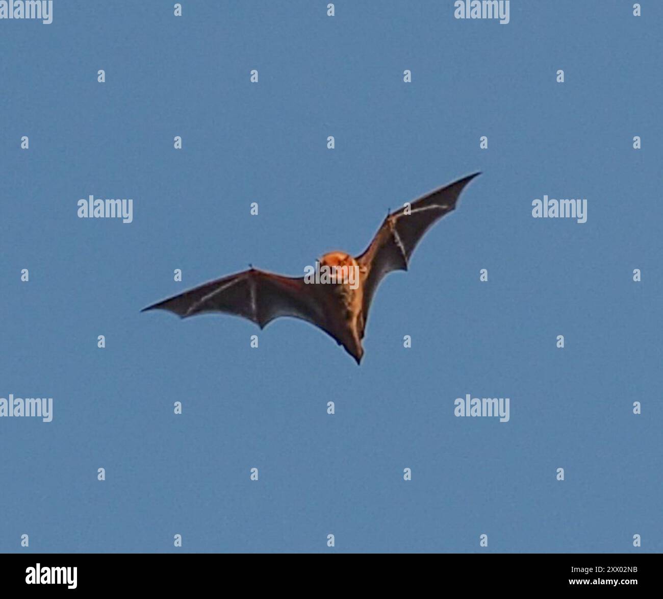Eastern Red Bat (Lasiurus borealis) Mammalia Stock Photo - Alamy