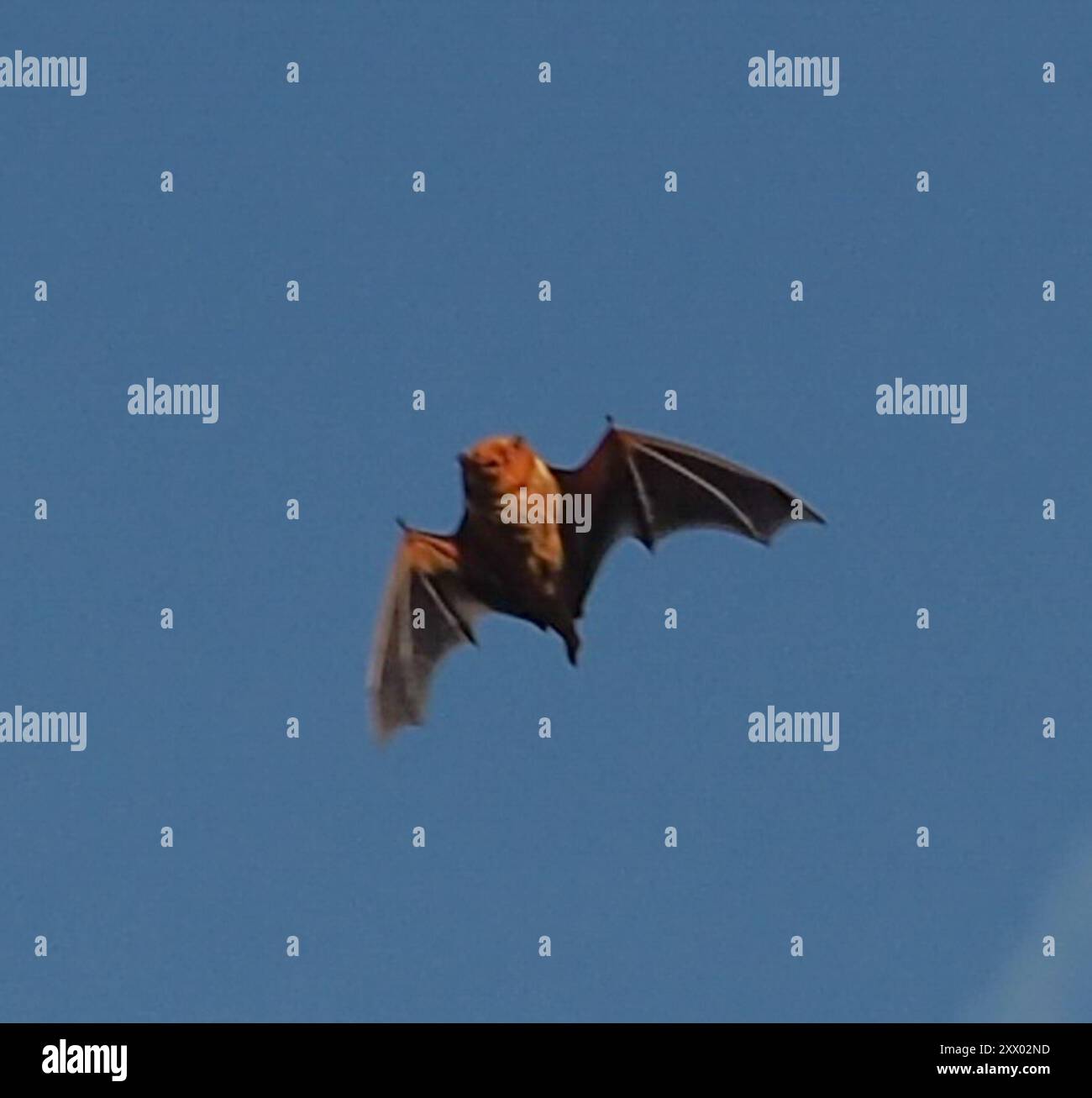 Eastern Red Bat (Lasiurus borealis) Mammalia Stock Photo - Alamy