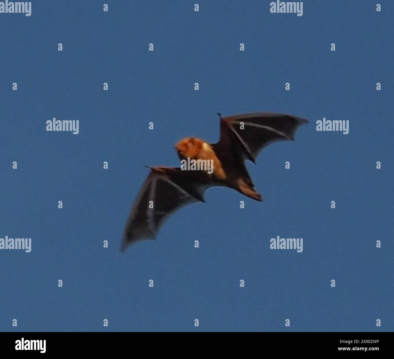 Eastern Red Bat (Lasiurus borealis) Mammalia Stock Photo - Alamy