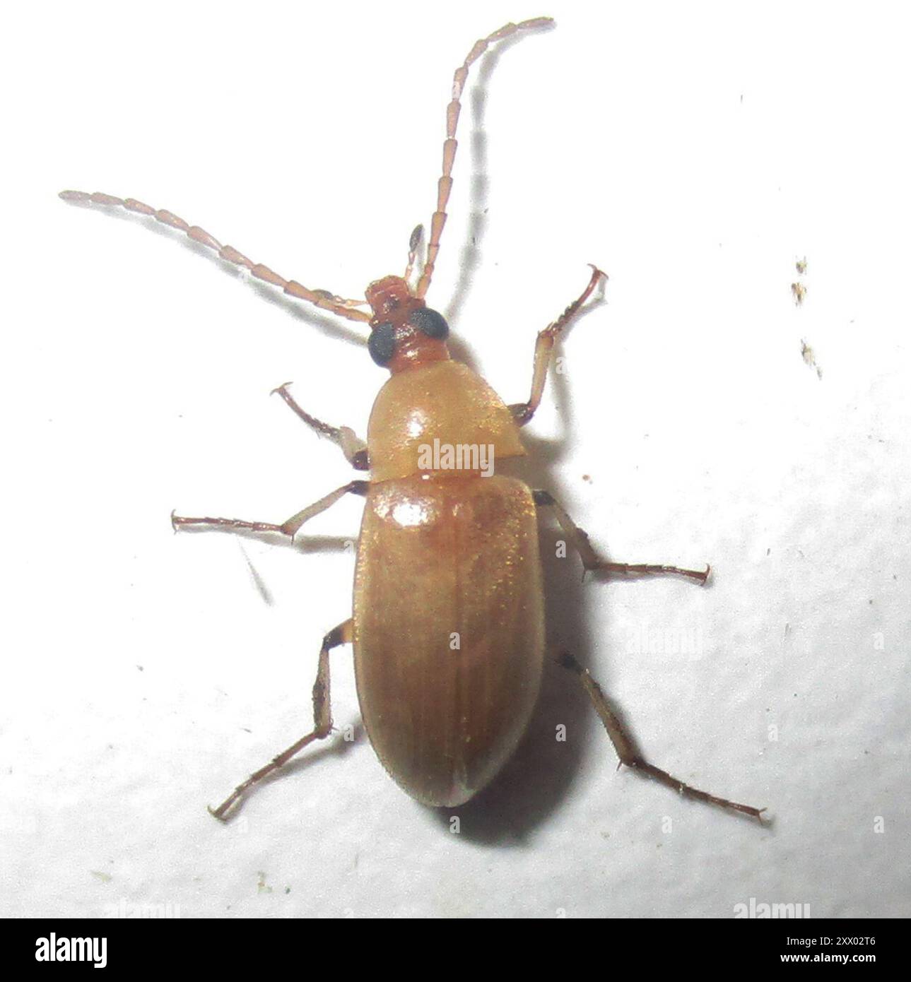 Comb-clawed Darkling Beetles (Alleculinae) Insecta Stock Photo - Alamy