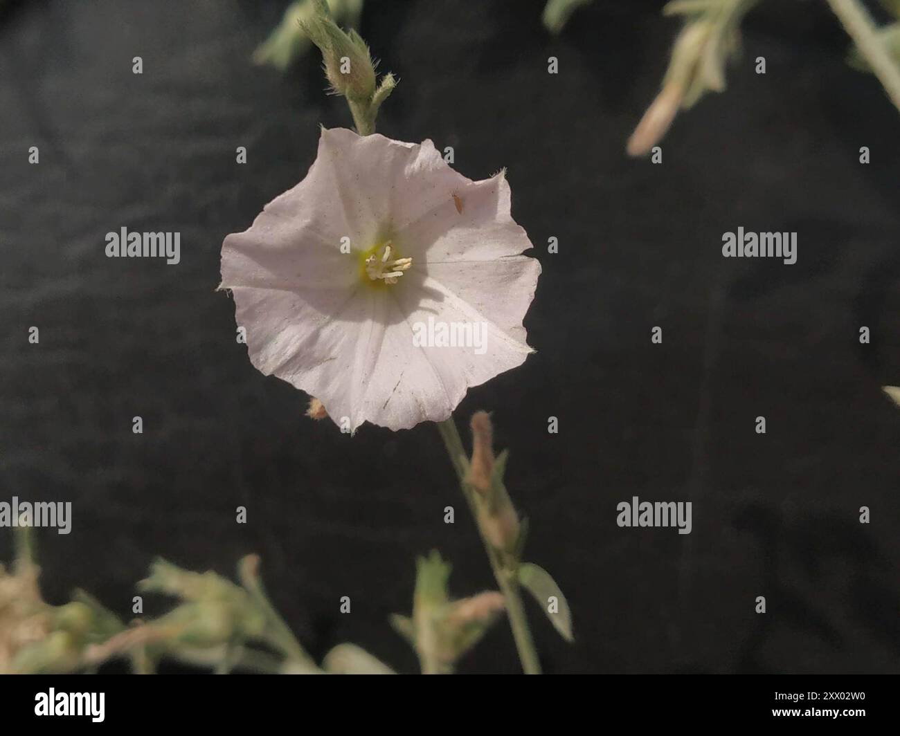 Prostrate Bindweed (Convolvulus prostratus) Plantae Stock Photo - Alamy