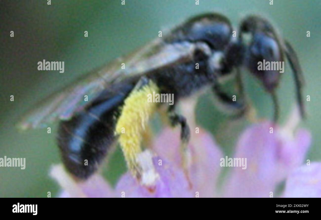 Black Reed Bees (Braunsapis) Insecta Stock Photo - Alamy