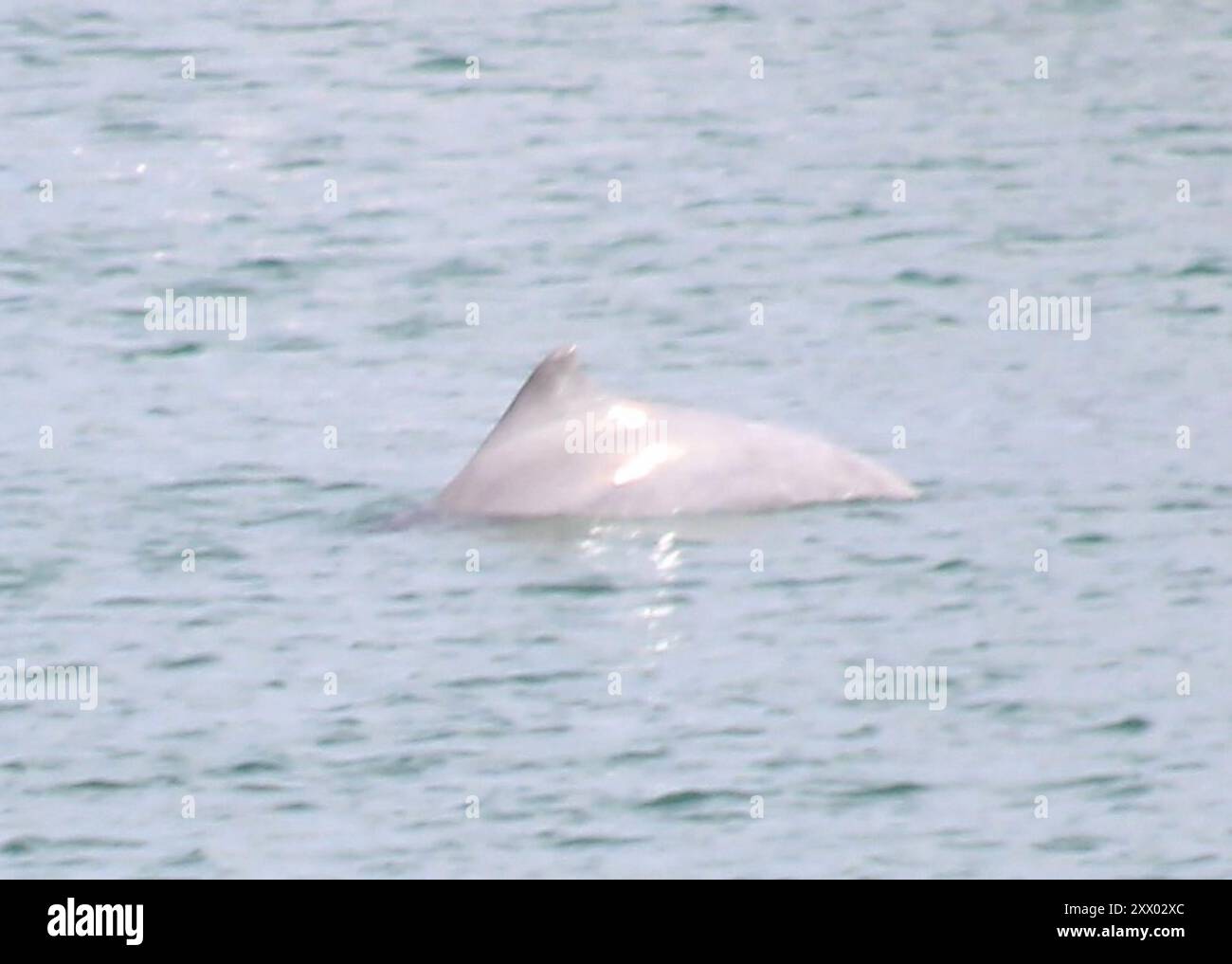 Australian humpback dolphin sousa hi-res stock photography and images ...