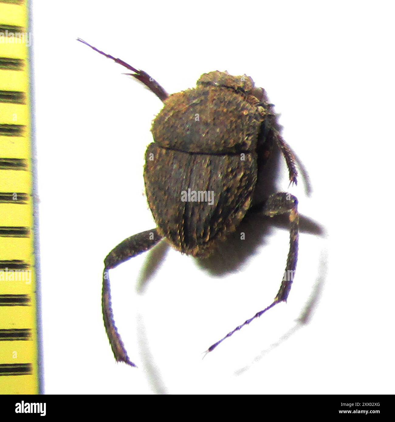 Spider Dung Beetles (Sisyphus) Insecta Stock Photo - Alamy