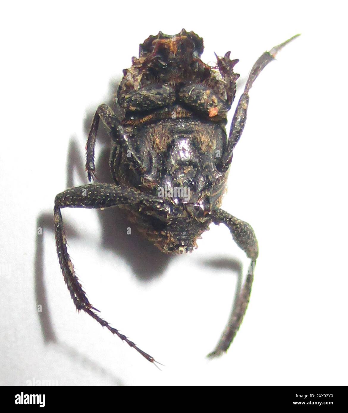 Spider Dung Beetles (Sisyphus) Insecta Stock Photo - Alamy