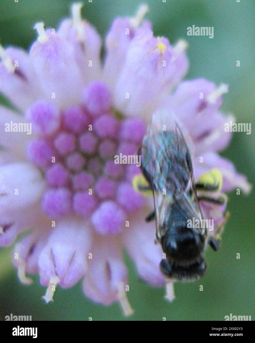 Black Reed Bees (Braunsapis) Insecta Stock Photo - Alamy