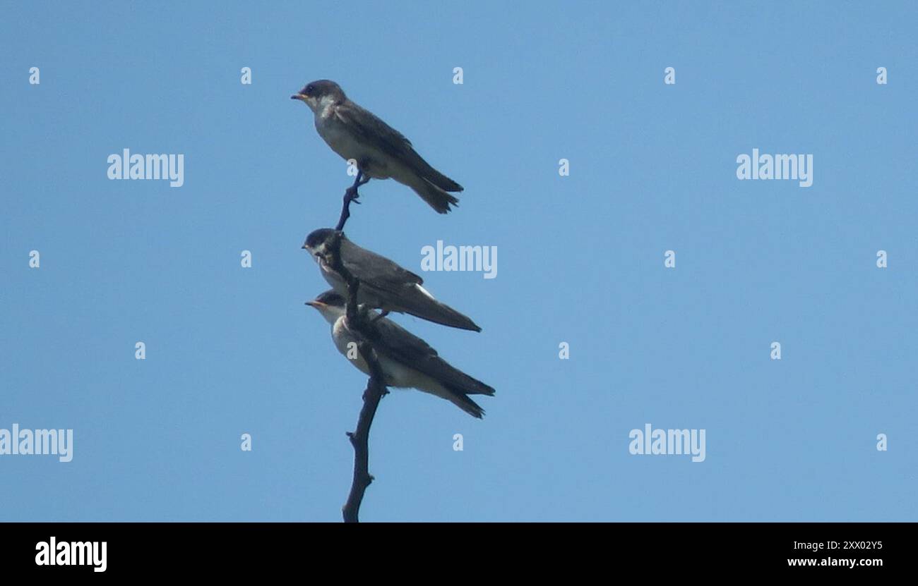White rumped swallow hi-res stock photography and images - Alamy