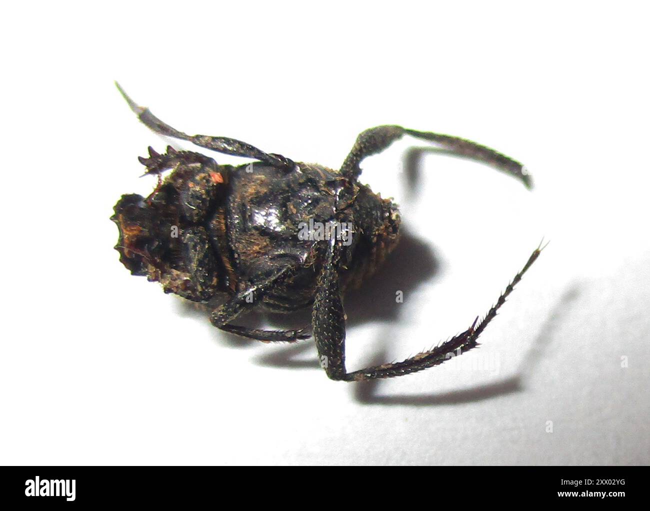 Spider Dung Beetles (Sisyphus) Insecta Stock Photo - Alamy