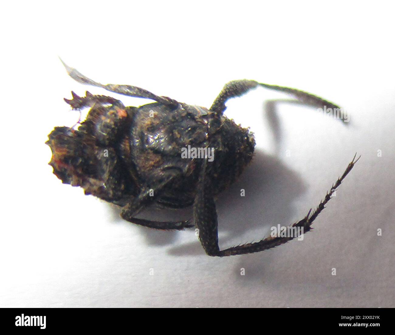 Spider Dung Beetles (Sisyphus) Insecta Stock Photo - Alamy