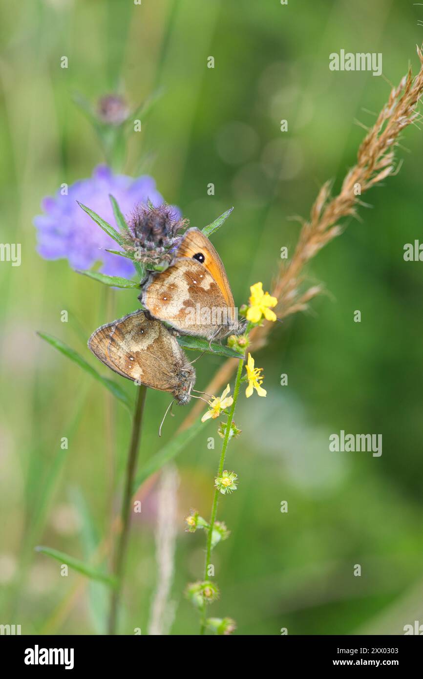 Gatekeeper (Pyronia tithonus), mating pair Stock Photo - Alamy