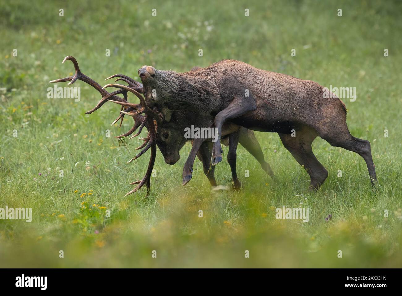 Two red deer fighting hi-res stock photography and images - Alamy