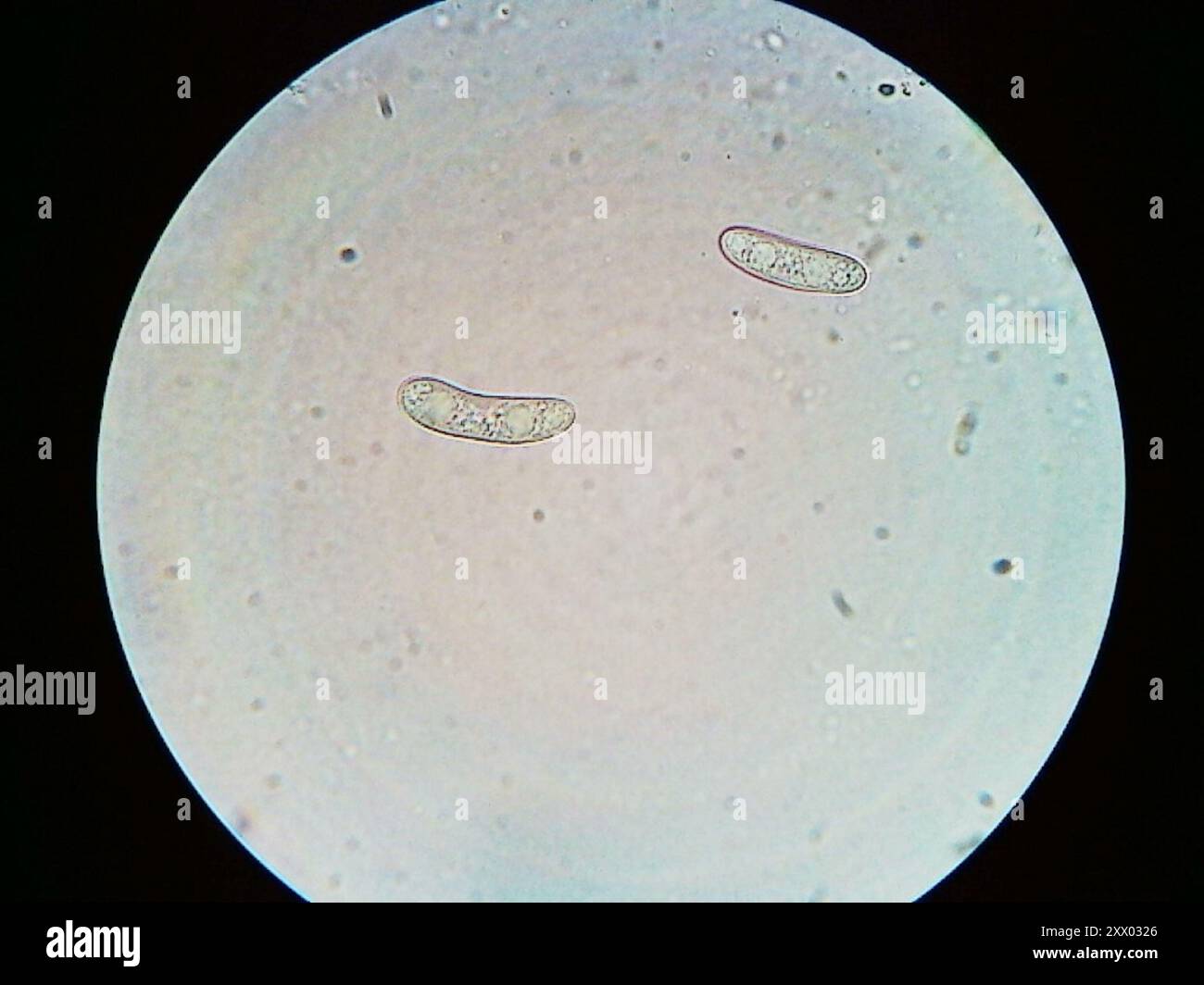 (Propolis farinosa) Fungi Stock Photo - Alamy