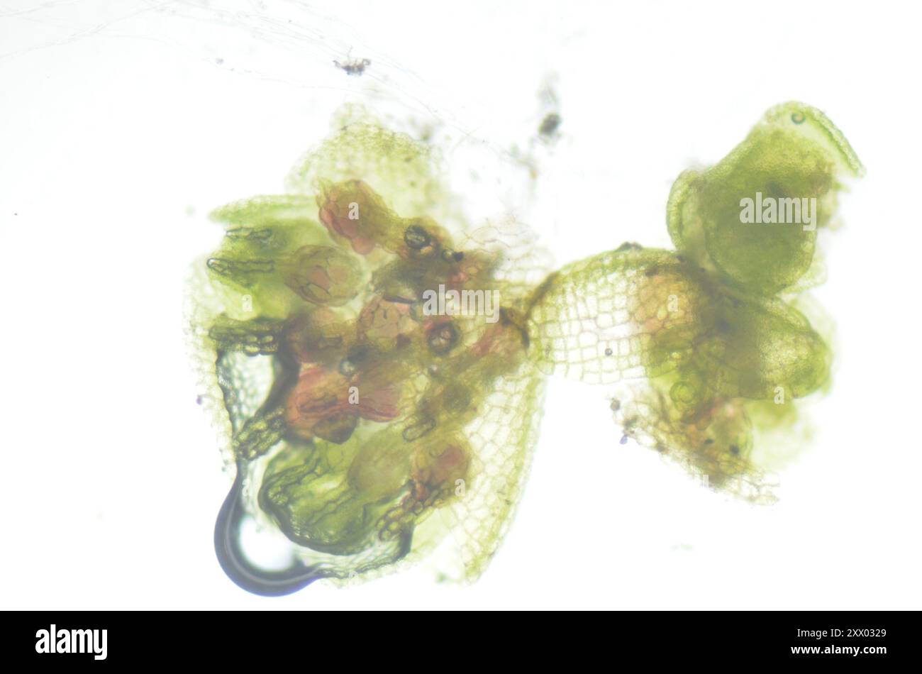 Bottle Liverworts (Sphaerocarpos) Plantae Stock Photo - Alamy