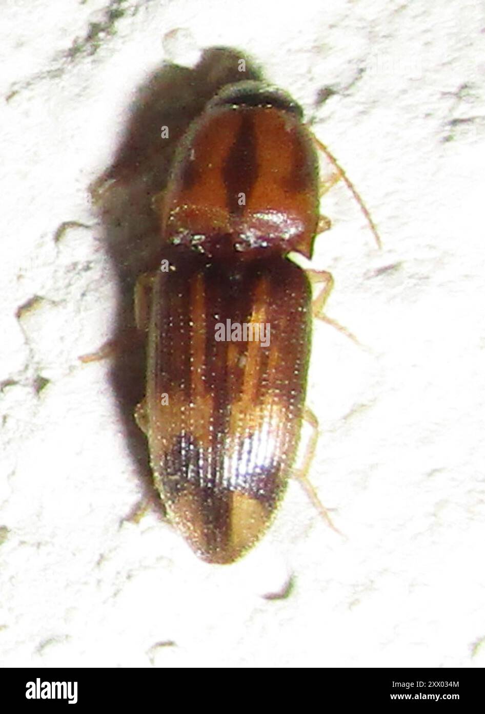 Click Beetles (Elateridae) Insecta Stock Photo - Alamy