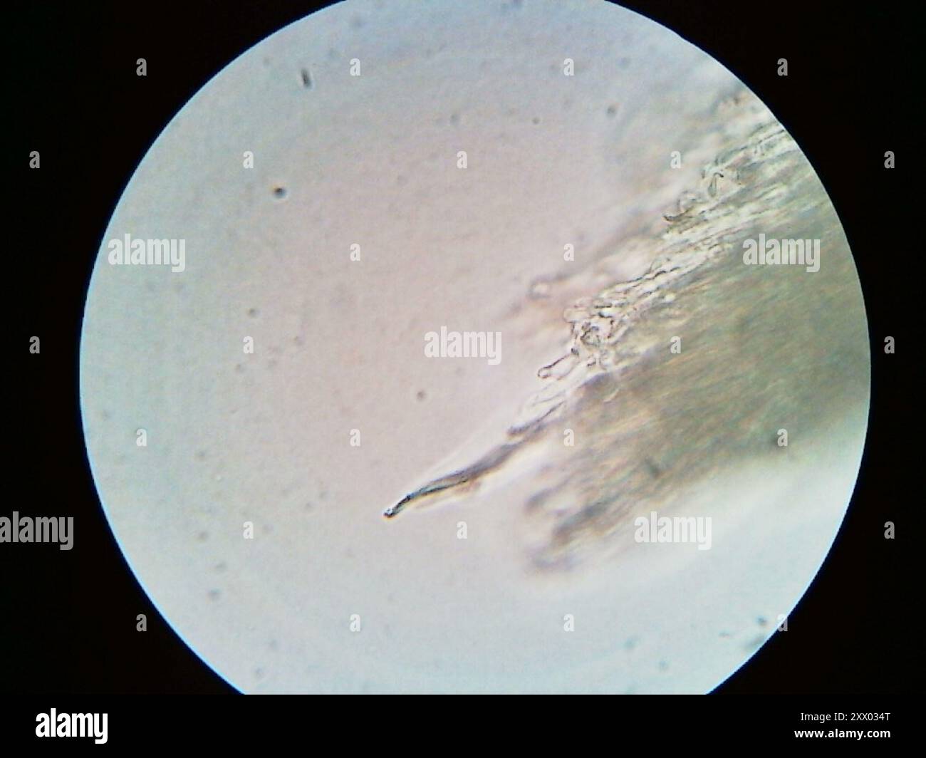 (Trichaptum subchartaceum) Fungi Stock Photo - Alamy