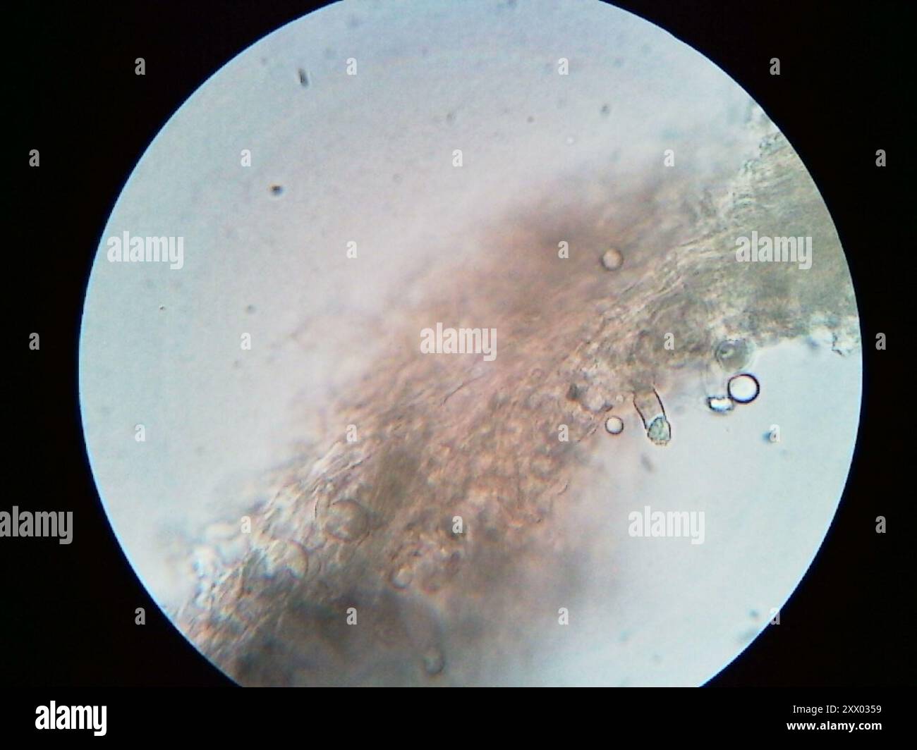 (Trichaptum subchartaceum) Fungi Stock Photo - Alamy