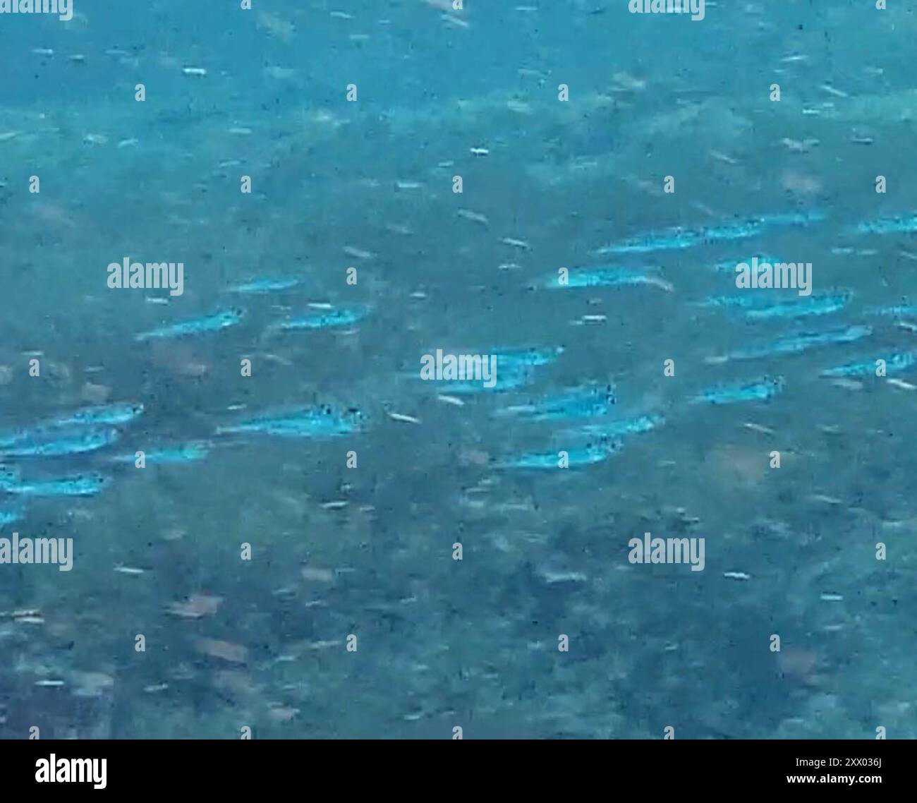 Ray-finned Fishes (Actinopterygii) Actinopterygii Stock Photo - Alamy