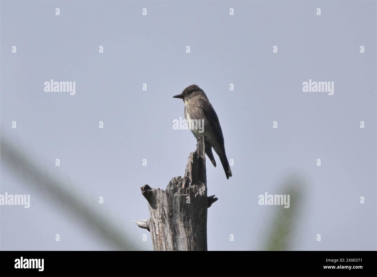 Olive-sided Flycatcher (Contopus cooperi) Aves Stock Photo - Alamy