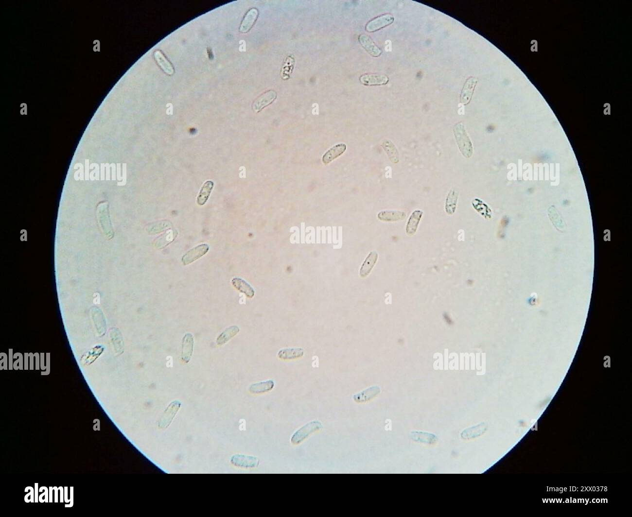 (Trichaptum subchartaceum) Fungi Stock Photo - Alamy