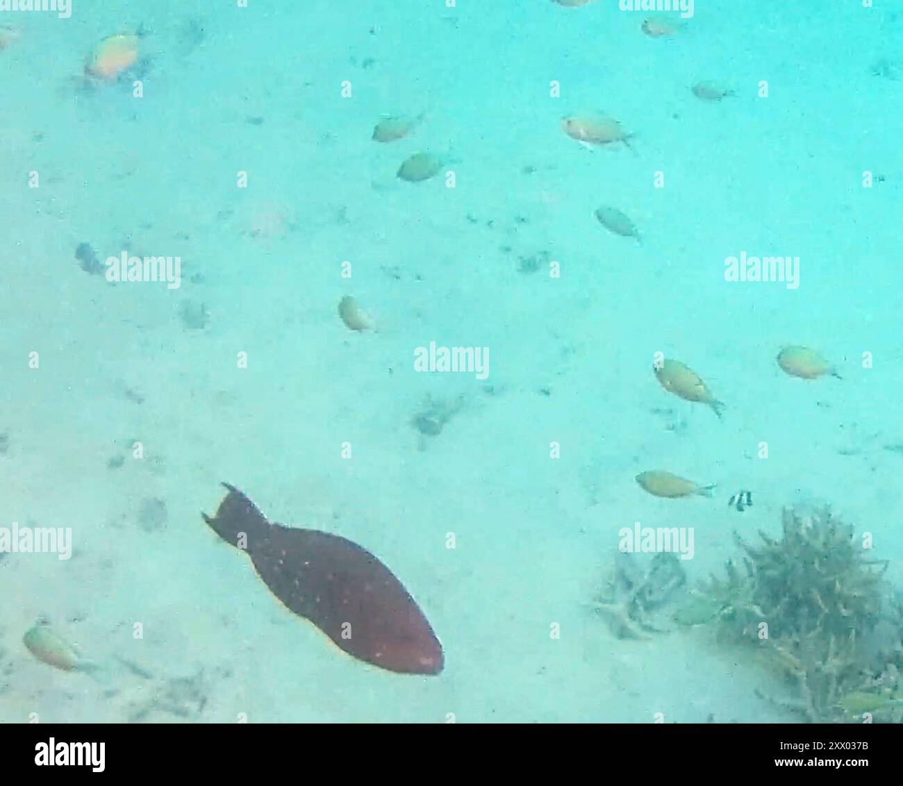 Black-axil Chromis (Chromis atripectoralis) Actinopterygii Stock Photo ...