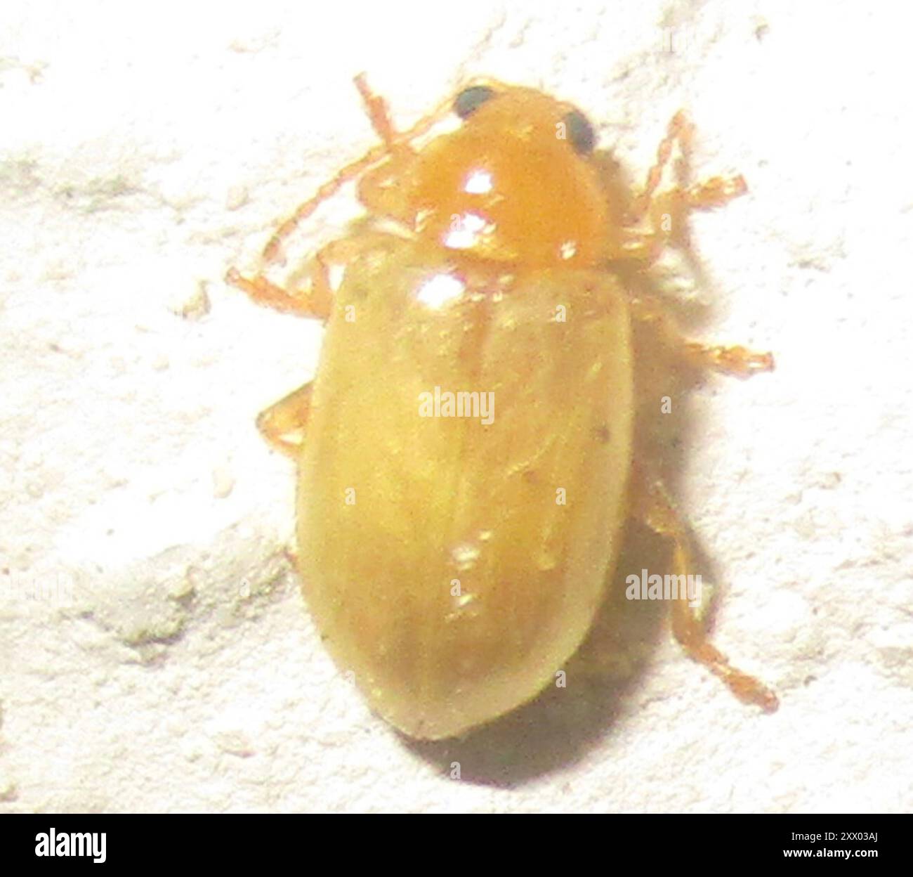 Flea Beetles (Alticini) Insecta Stock Photo - Alamy