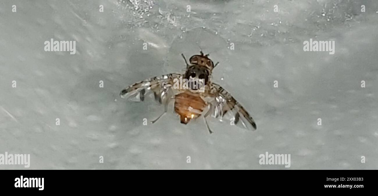 Mediterranean Fruit Fly (Ceratitis capitata) Insecta Stock Photo - Alamy