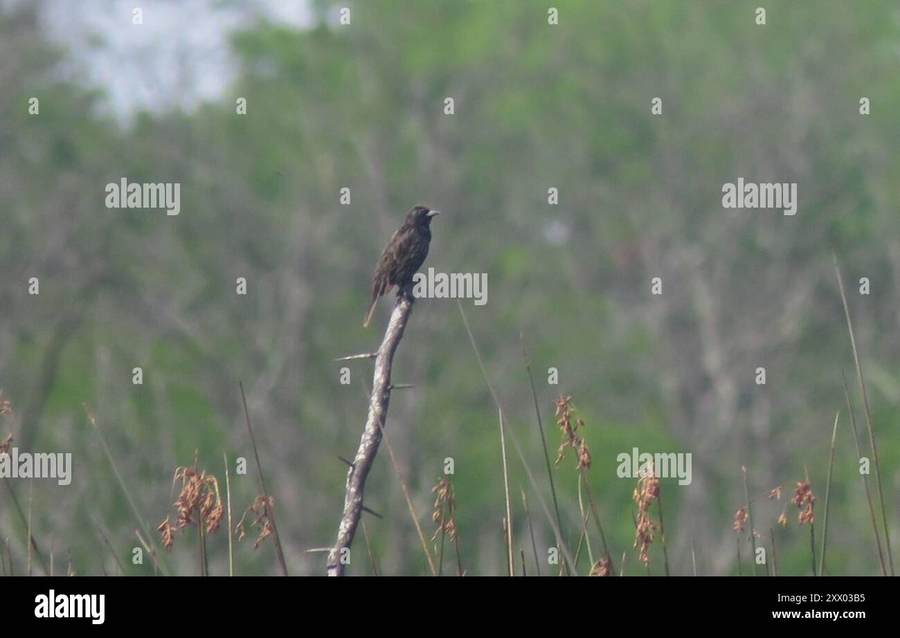Yellow-winged Blackbird (Agelasticus thilius) Aves Stock Photo - Alamy