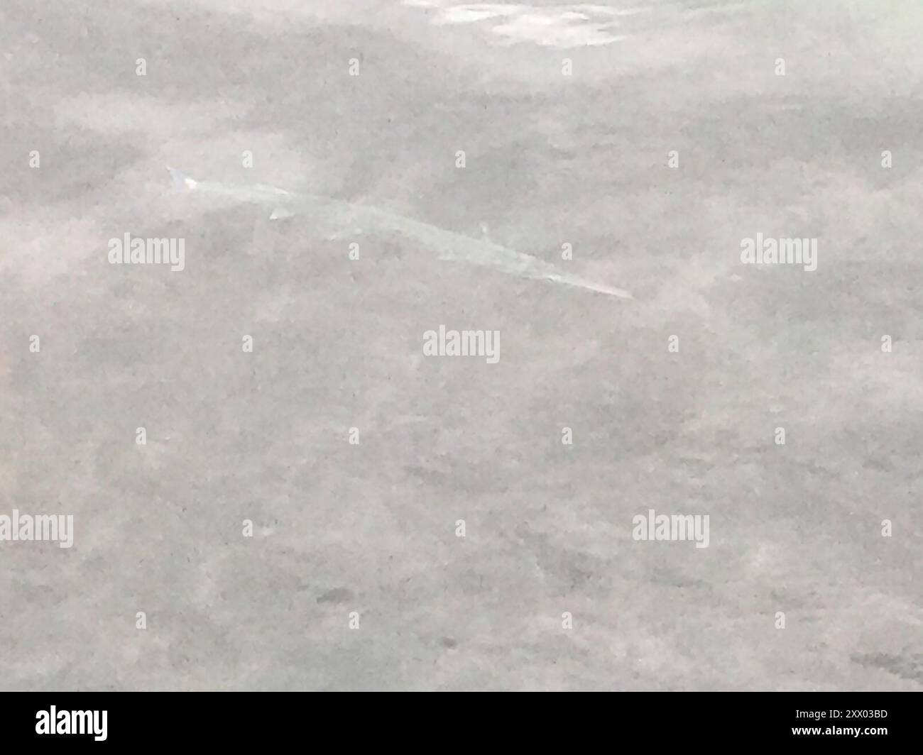 Needlefishes (Belonidae) Actinopterygii Stock Photo - Alamy