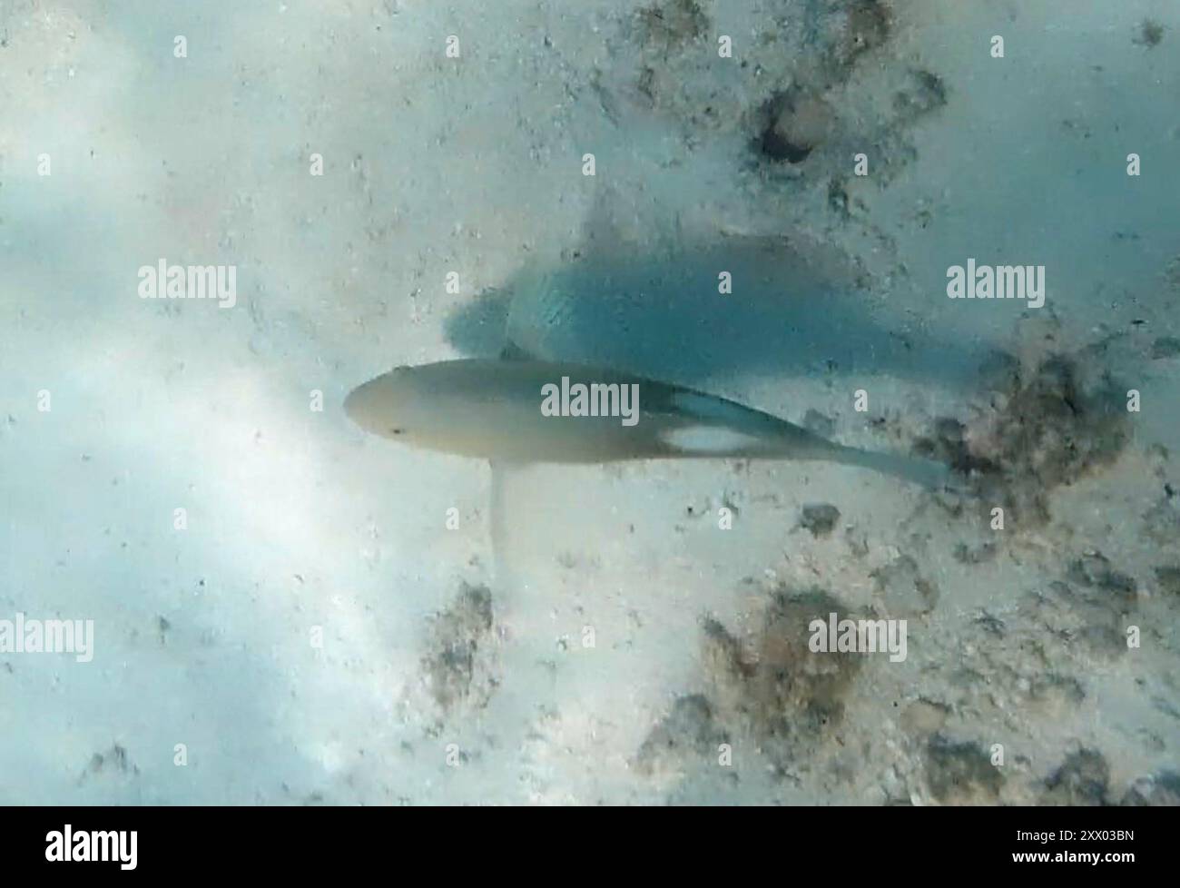 Blue Tuskfish (Choerodon cyanodus) Actinopterygii Stock Photo - Alamy